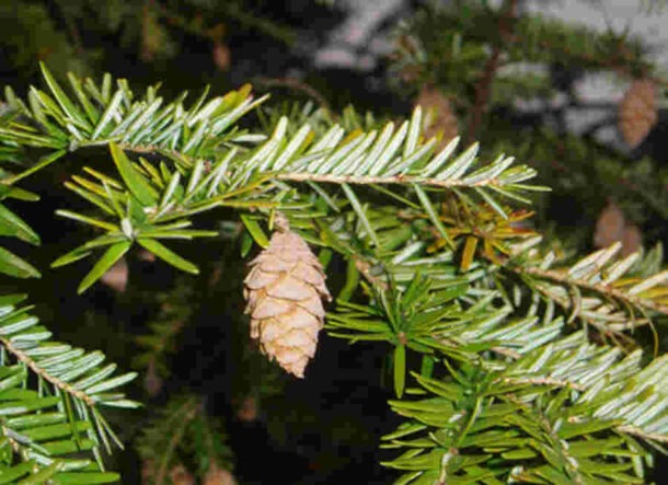 Espèces canadensis en vedette : La pruche du Canada | Canadensis
